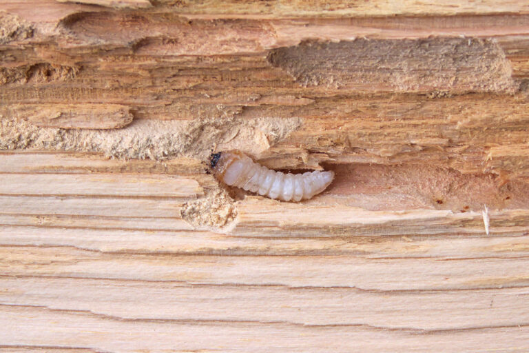 Identifying Signs of Wood Boring Beetles in Your Home