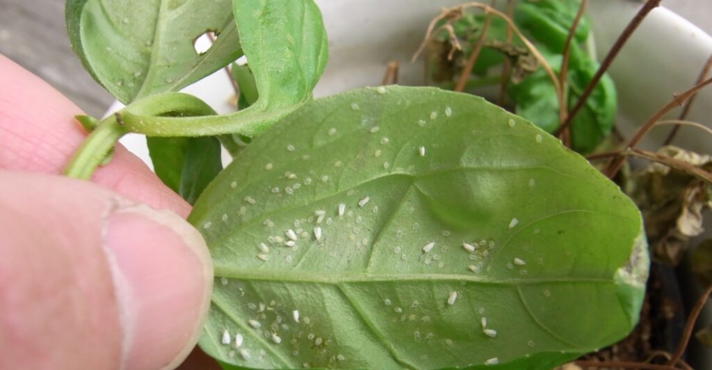 Managing 5 Common Houseplant Pests