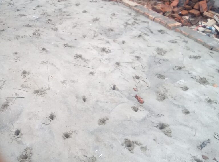 Soil Termite Treatment For Termite Control